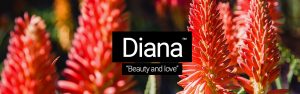 Diana™ - Aloe Aloe