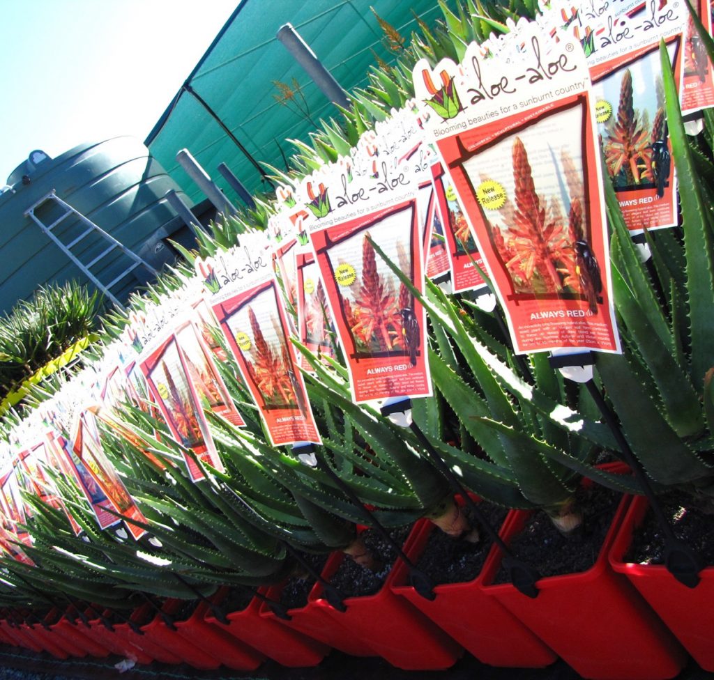 Always Red PBR - Aloe Aloe