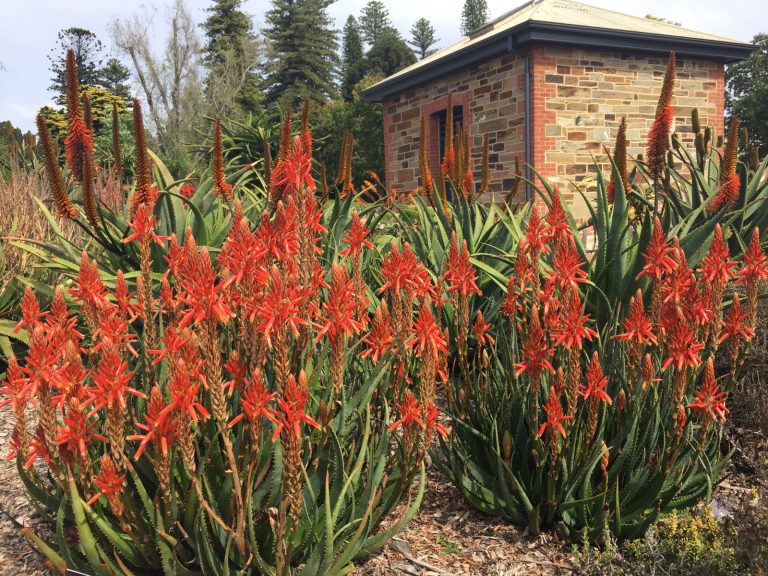 Always Red PBR - Aloe Aloe