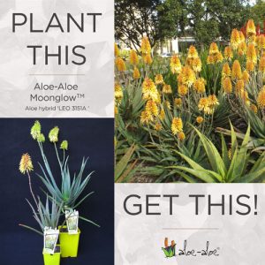 Moonglow™ - Aloe Aloe