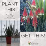 Venus™ - Aloe Aloe