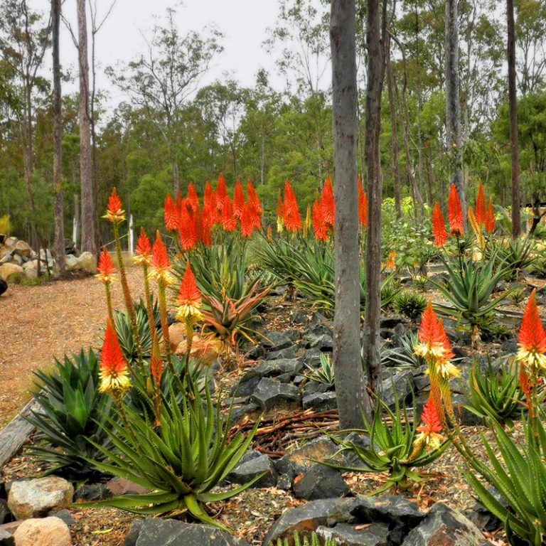 Aloe Aloe – Flower Garden Plants | Easy Gardening | Drought Tolerant