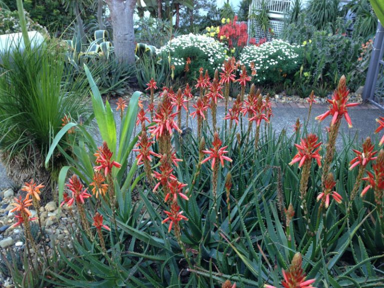 Always Red PBR - Aloe Aloe