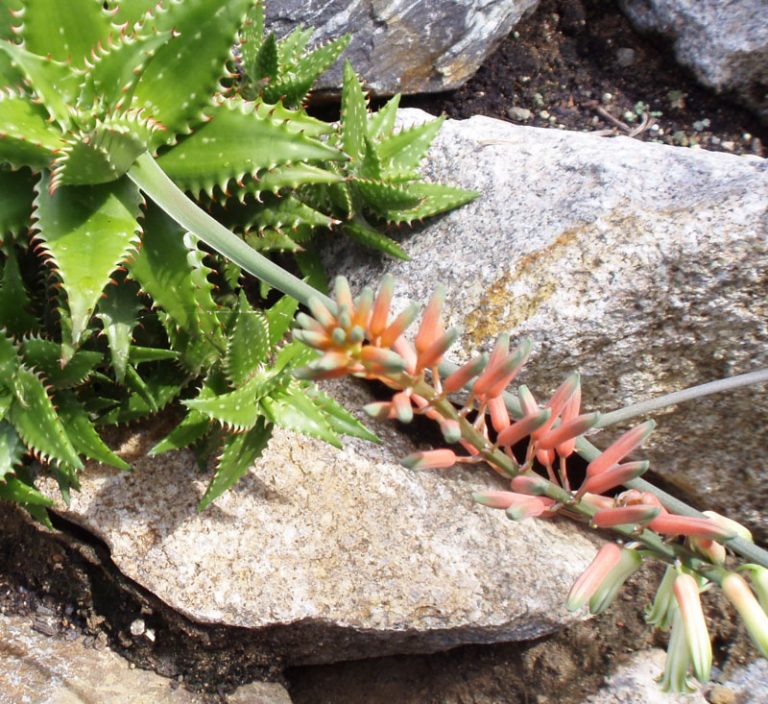 Aries™ - Aloe Aloe