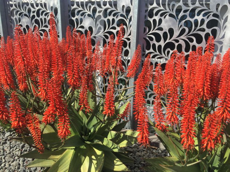 Big Red™ - Aloe Aloe