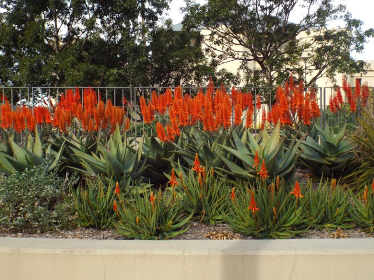 Big Red™ - Aloe Aloe