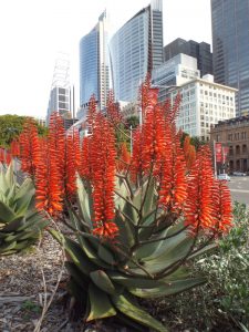 Big Red™ - Aloe Aloe
