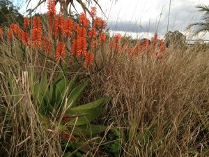 Big Red™ - Aloe Aloe