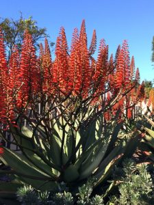 Big Red™ - Aloe Aloe