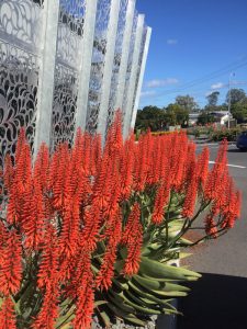 Big Red™ - Aloe Aloe