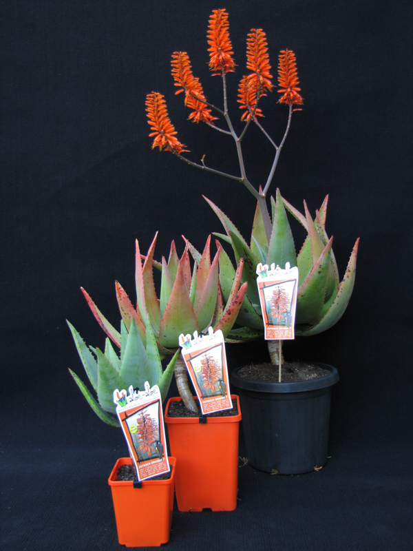 Big Red™ – Aloe Aloe