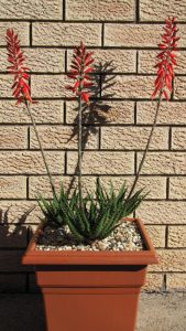 Bumble Bee™ - Aloe Aloe