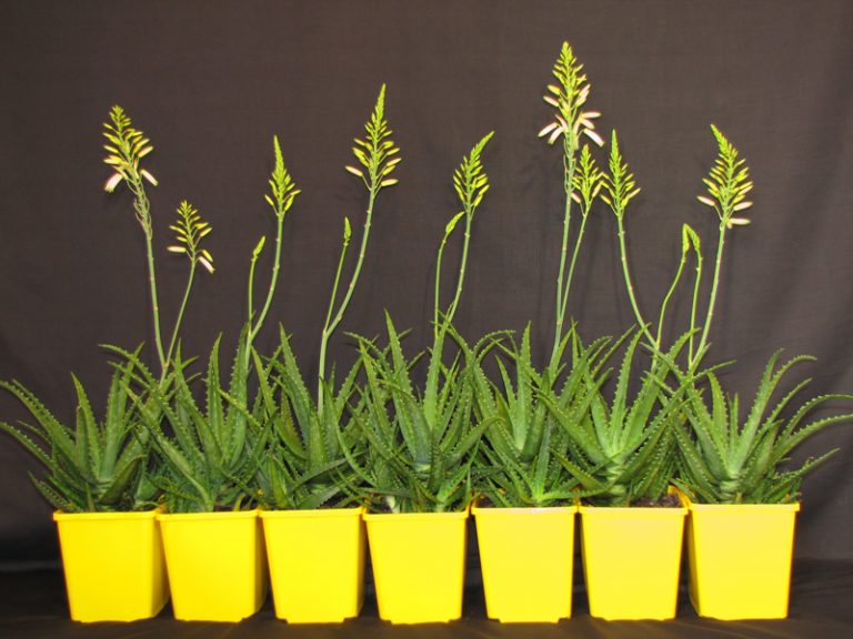 Bush Baby Yellow™ - Aloe Aloe