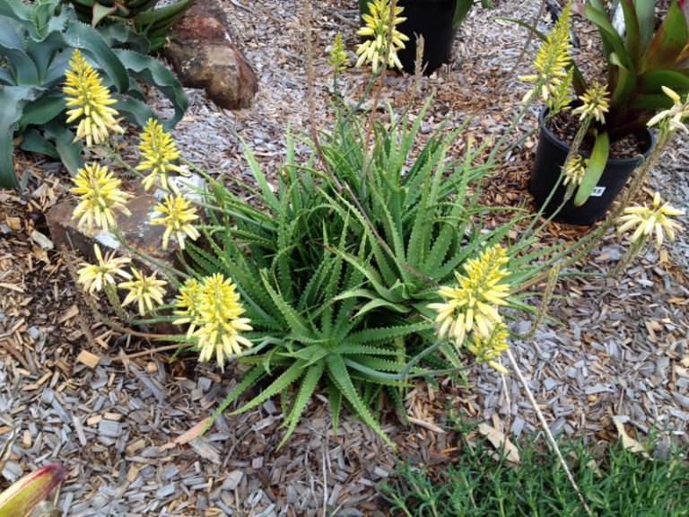 Bush Baby Yellow™ - Aloe Aloe