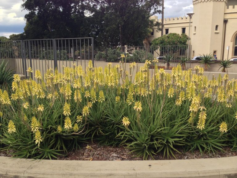 Bush Baby Yellow™ - Aloe Aloe