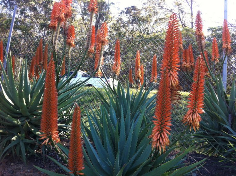 Eager Beaver™ - Aloe Aloe