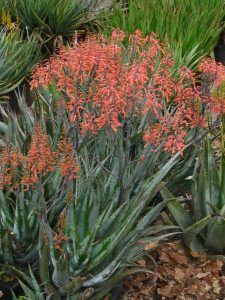 Fireworx™ - Aloe Aloe