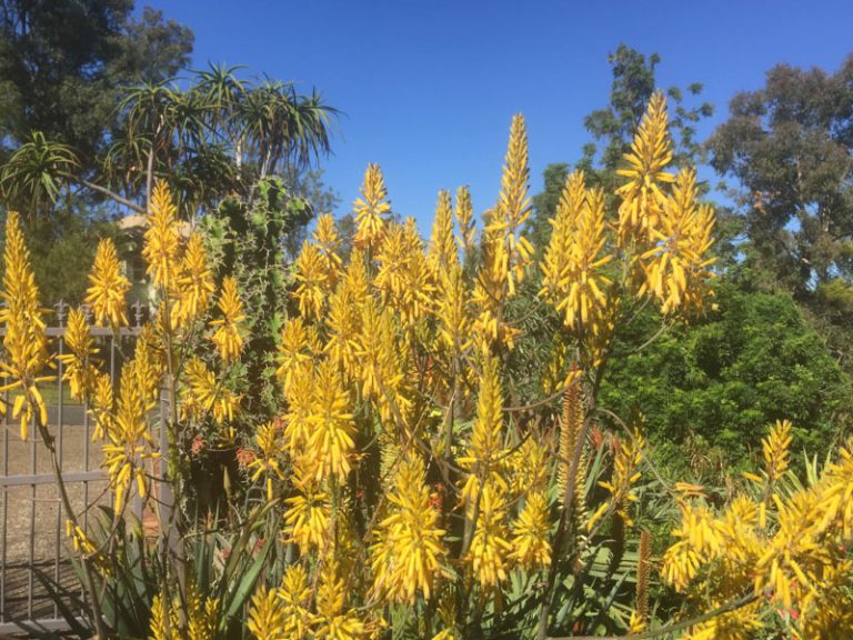 First Gold™ - Aloe Aloe