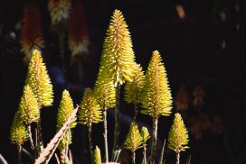 Moonglow™ - Aloe Aloe