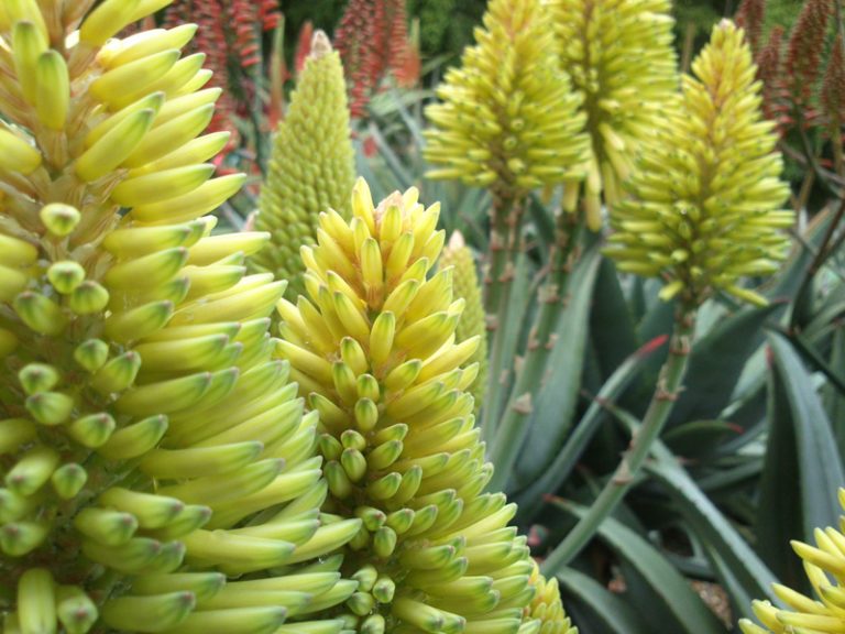 Moonglow™ - Aloe Aloe