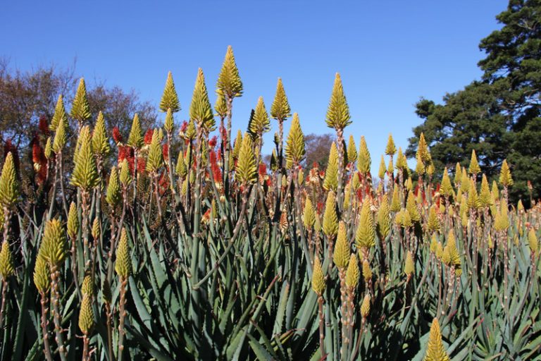 Moonglow™ - Aloe Aloe