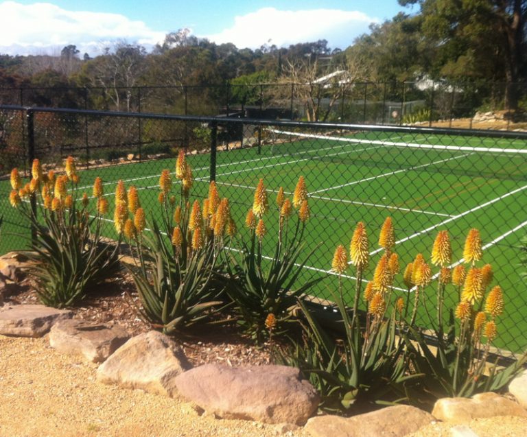 Moonglow™ - Aloe Aloe