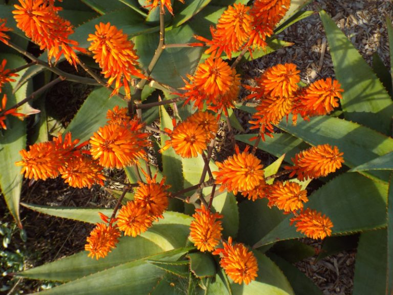 Outback Orange™ - Aloe Aloe