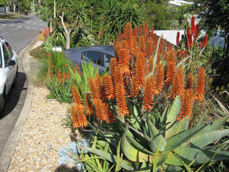 Outback Orange™ - Aloe Aloe
