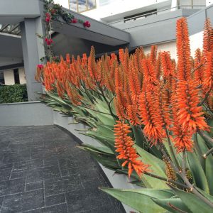 Outback Orange™ - Aloe Aloe