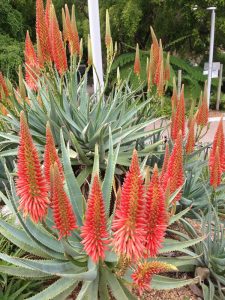 Super Red™ - Aloe Aloe