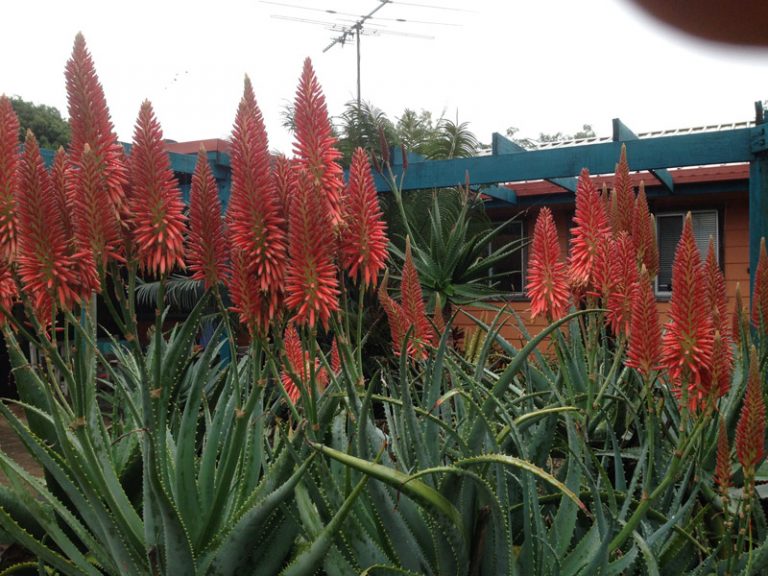 Super Red™ - Aloe Aloe