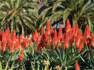 Super Red™ - Aloe Aloe