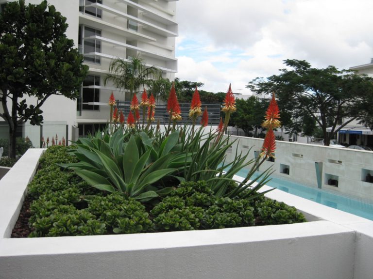 Venus™ - Aloe Aloe