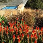 Venus™ - Aloe Aloe