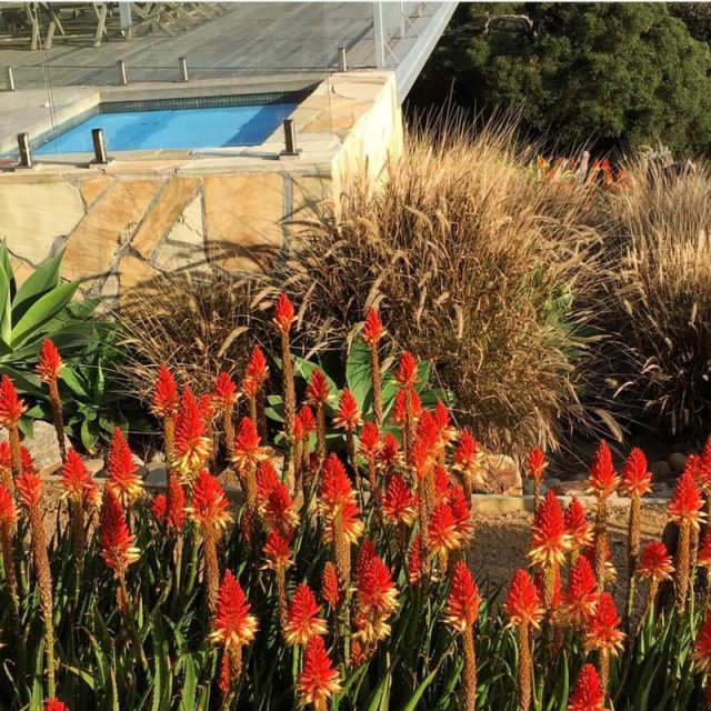 Venus™ - Aloe Aloe