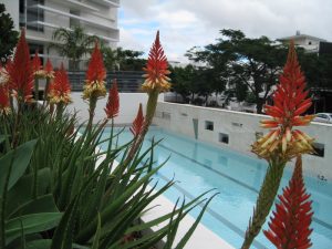 Venus™ - Aloe Aloe