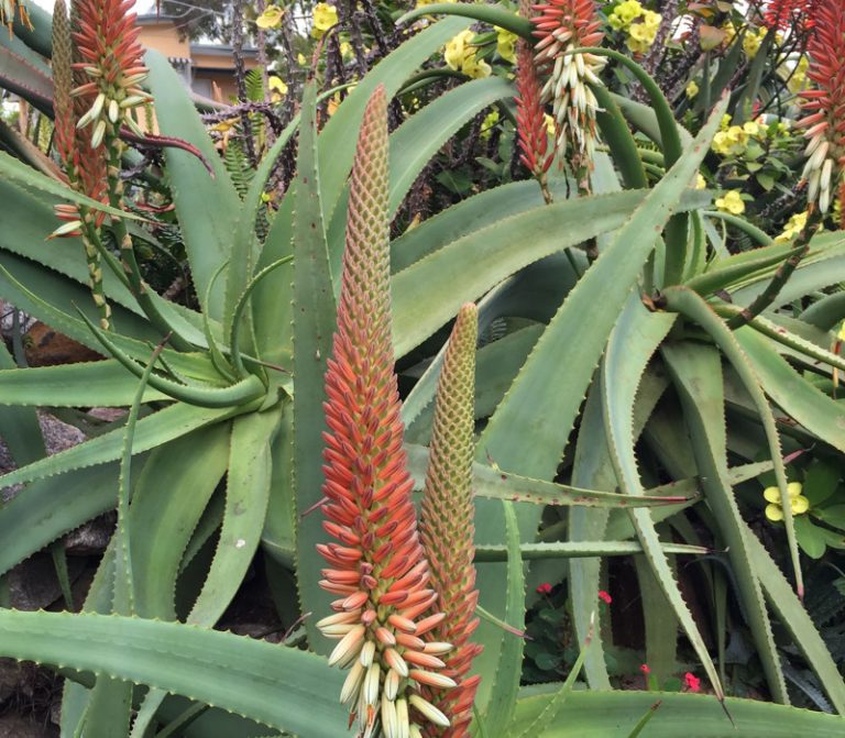 Turkish Delight™ - Aloe Aloe