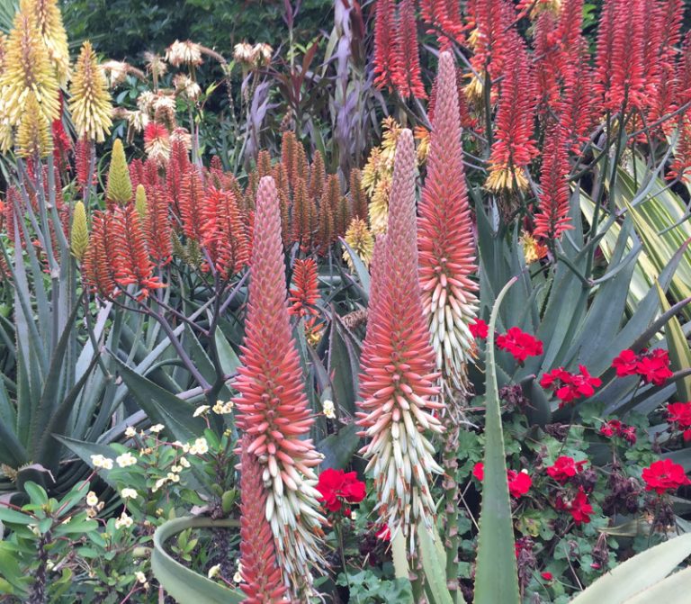 Turkish Delight™ - Aloe Aloe