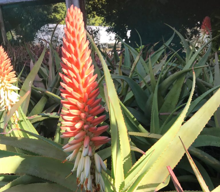 Turkish Delight™ - Aloe Aloe