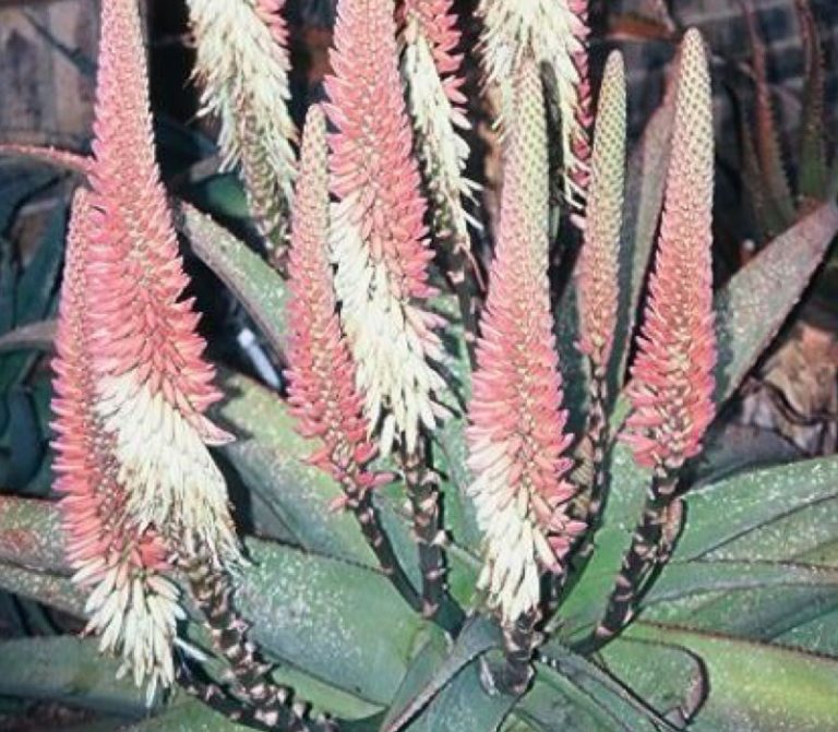 Turkish Delight™ - Aloe Aloe